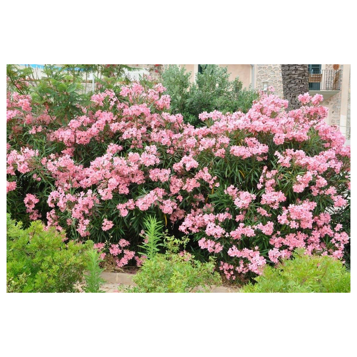 Oleander rosa 50-60 cm | K000055423
