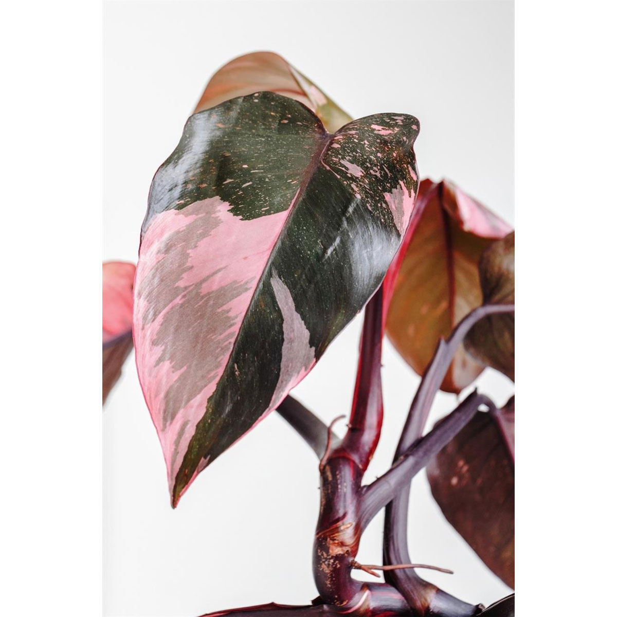 Philodendron Pink Princess | K000055678