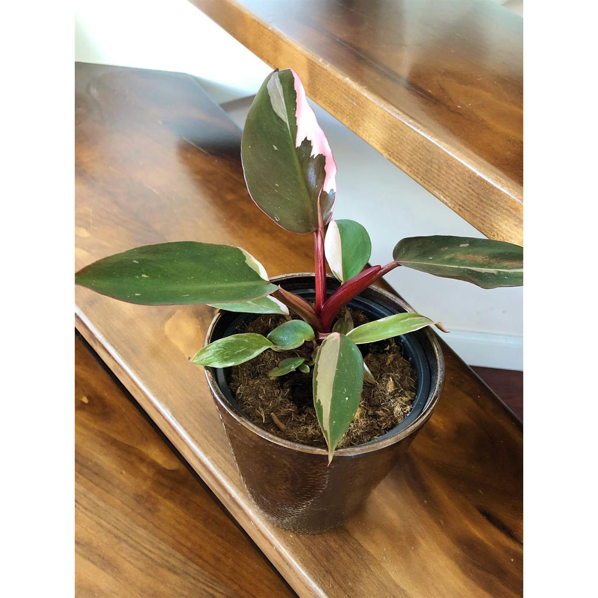 Philodendron Pink Princess | K000055678