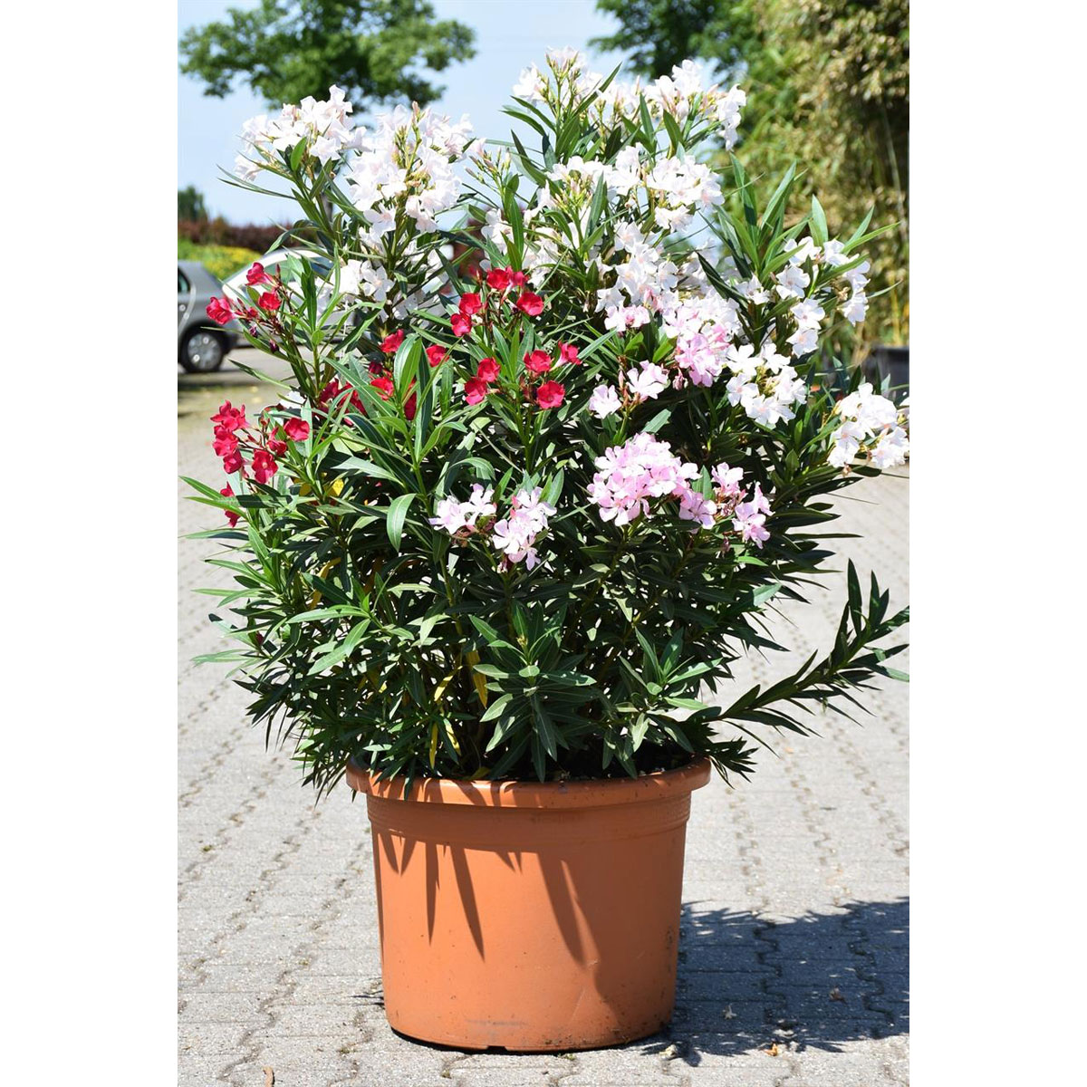 Oleander Tricolor 3 Farben groß | K000055565