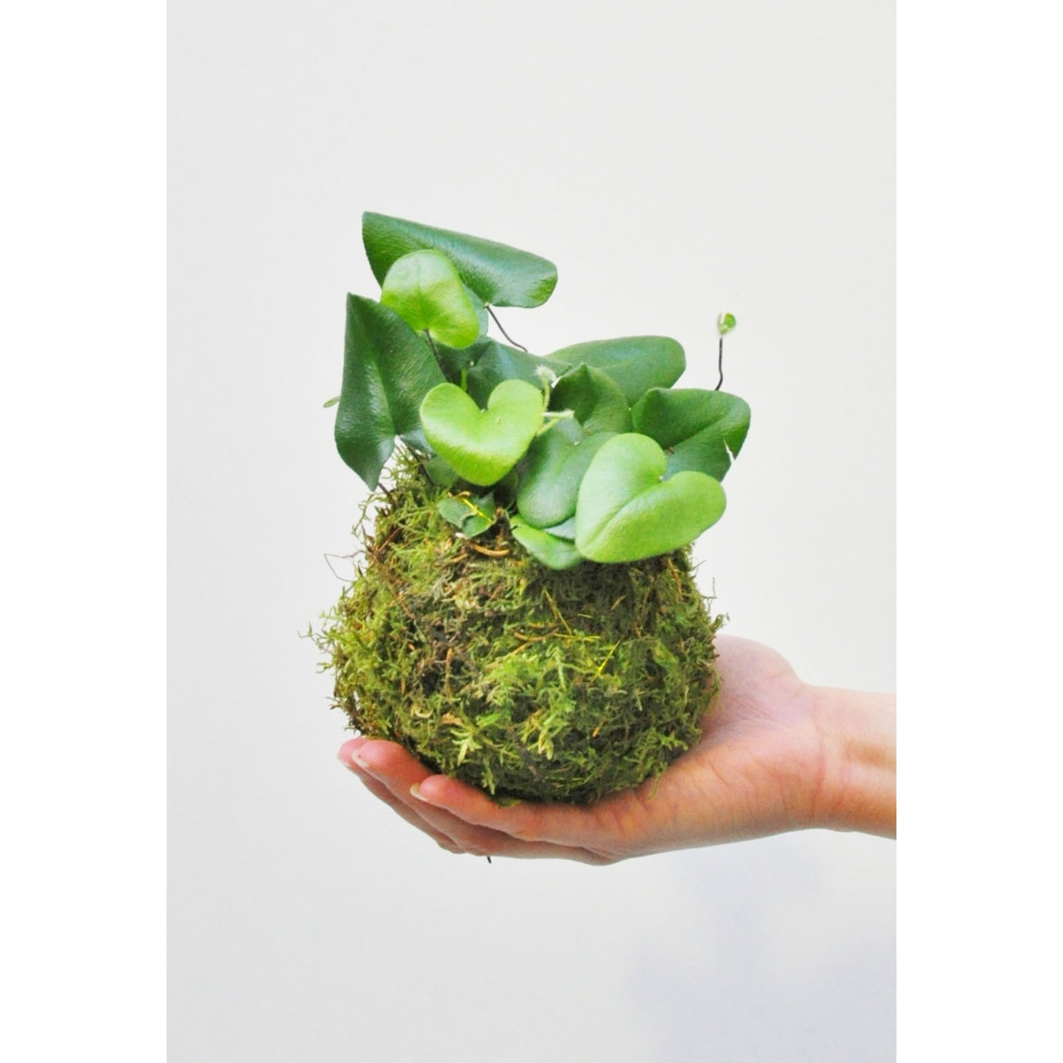 Moosball Herzfarn | K000055511